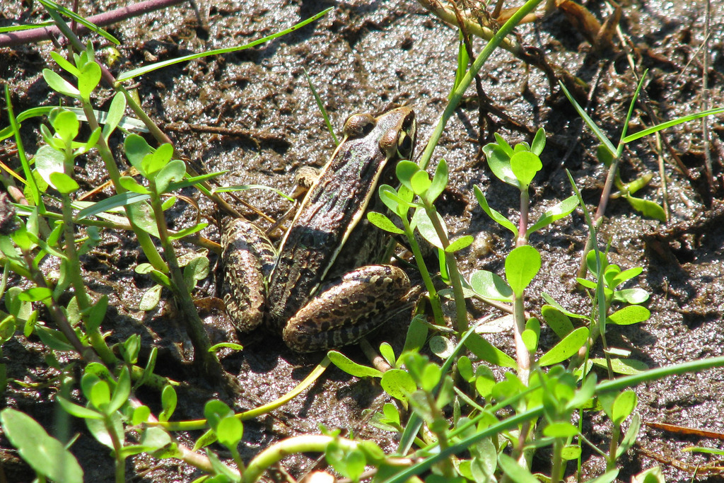 Southern Leopard Frog from Dare County, NC, USA on August 30, 2010 at ...