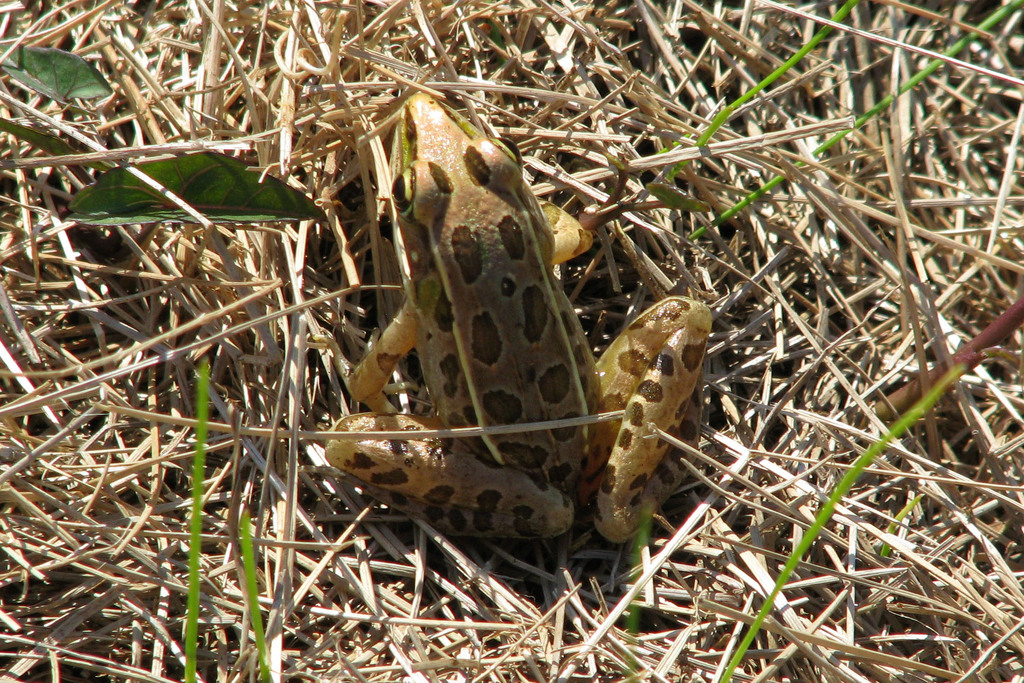 Southern Leopard Frog from Dare County, NC, USA on August 30, 2010 at ...