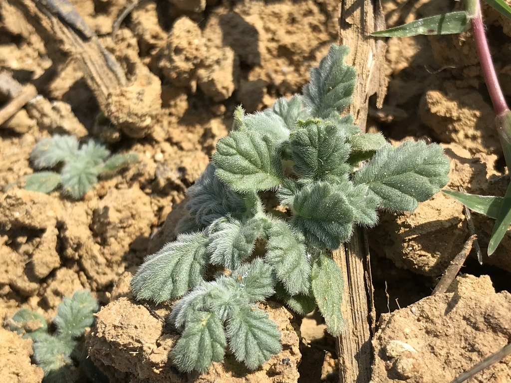 Coldenia procumbens in April 2019 by huie · iNaturalist