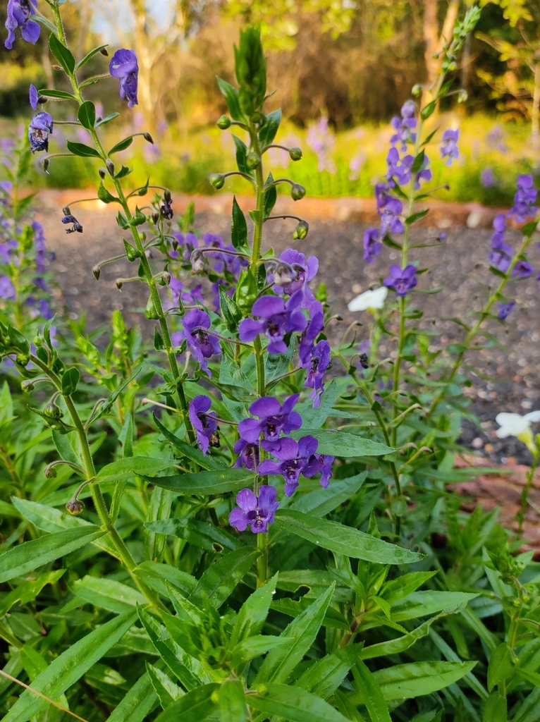 willowleaf angelon from Chapoli Garden on December 6, 2023 at 04:58 PM ...