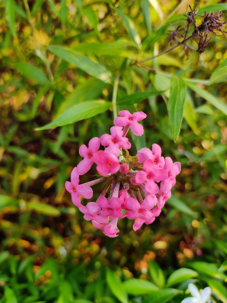 Panama rose from 22GR+RWJ, Goa 403702, India on December 6, 2023 at 05: ...