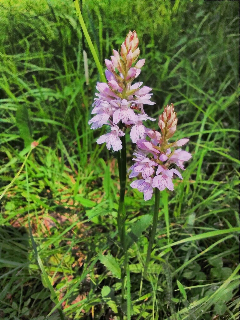 Common Spotted Orchid from 73190 La Thuile, France on June 10, 2021 at 03:26 PM by ferlay myriam ...