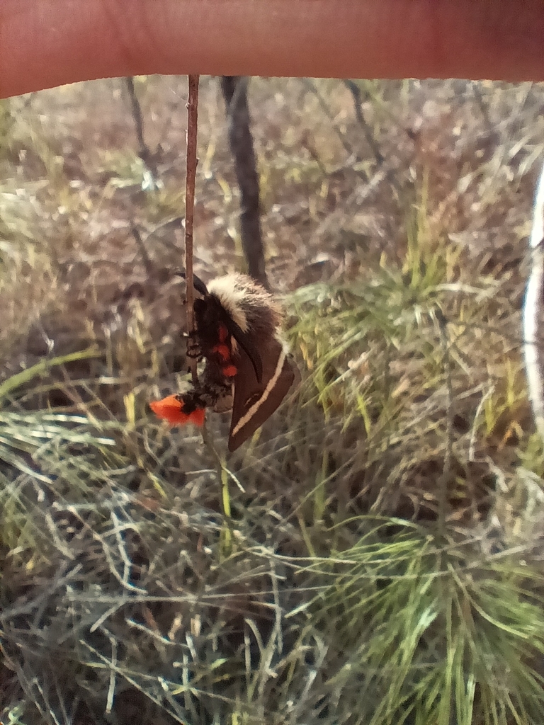 Gulf Coast Buck Moth from Hammond, LA 70403, USA on December 6, 2023 at ...