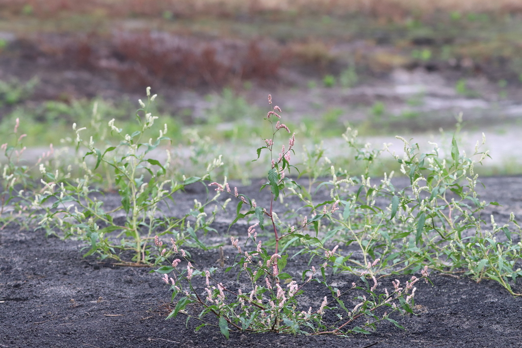 pale smartweed from Leon County, FL, USA on November 17, 2023 at 08:03 ...