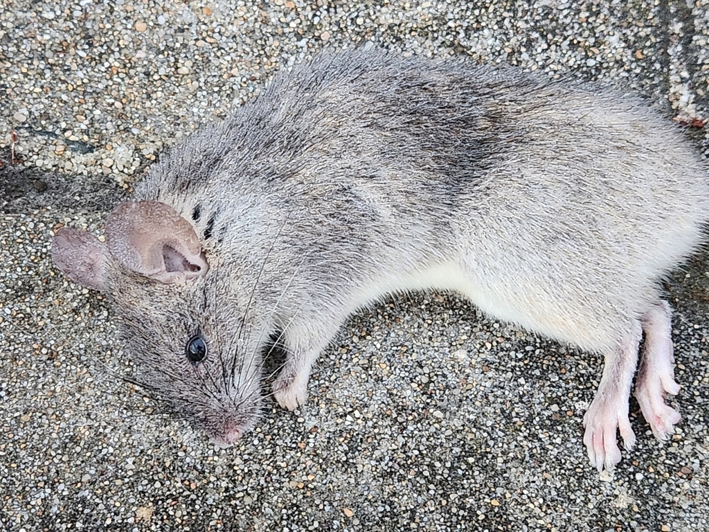Old World Rats from David / Filmore, Monterey, CA 93940, USA on ...