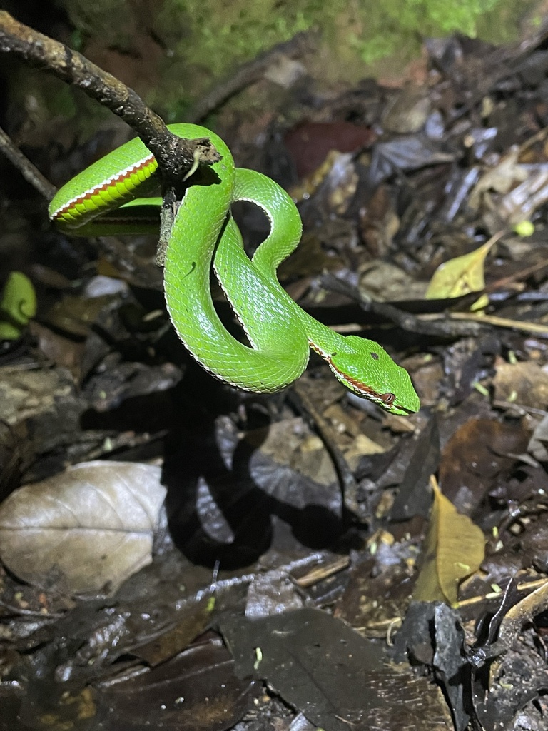 Pope’s Tree Viper from Doi Suthep-Pui National Park, Mueang Chiang Mai ...
