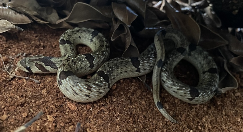 Small-banded Kukri Snake from Pa Phai, San Sai, Chiang Mai, TH on ...