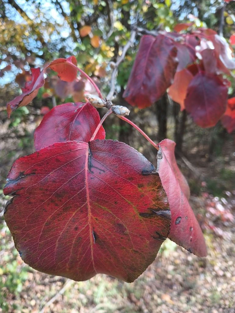 Callery pear from Grand Prairie, TX 75050, USA on December 6, 2023 at ...