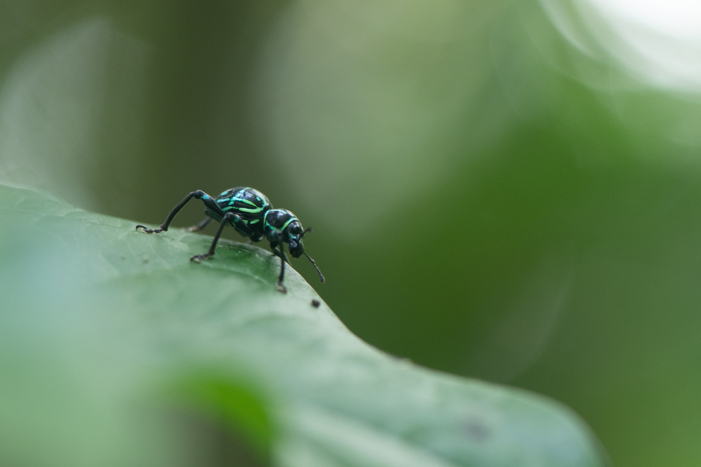 Pachyrhynchus yamianus in June 2023 by ph_hsu · iNaturalist