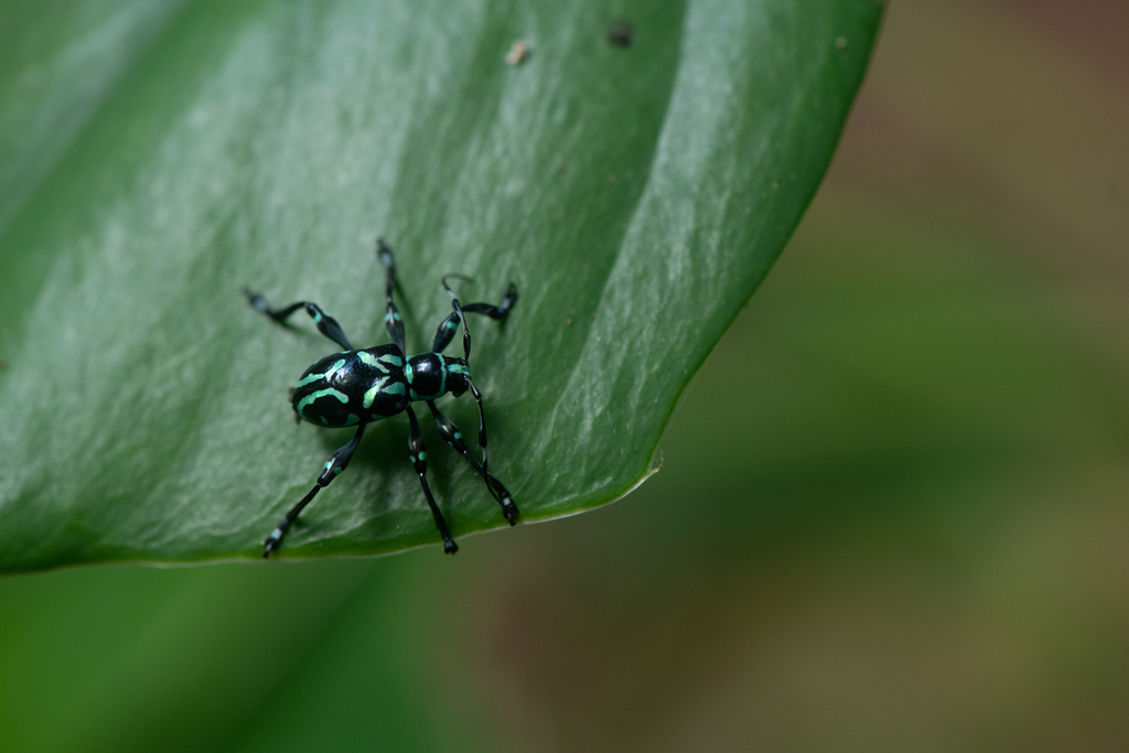 Doliops similis in June 2023 by ph_hsu · iNaturalist