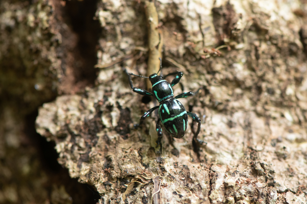 Pachyrhynchus yamianus in June 2023 by ph_hsu · iNaturalist