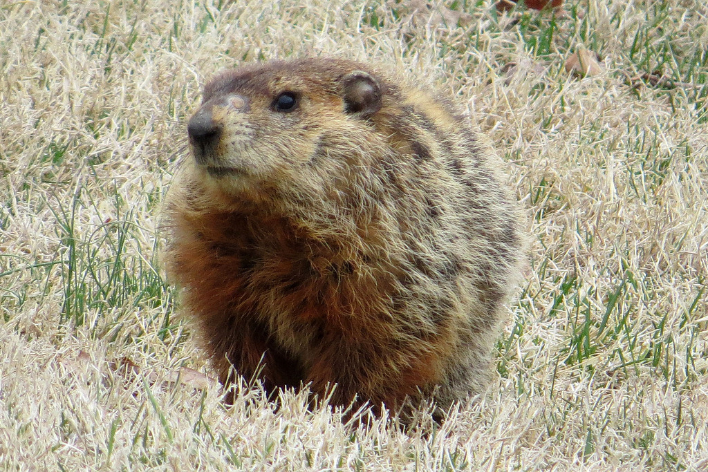 Groundhog from , Maryland, United States on April 2, 2014 at 10:32 AM ...
