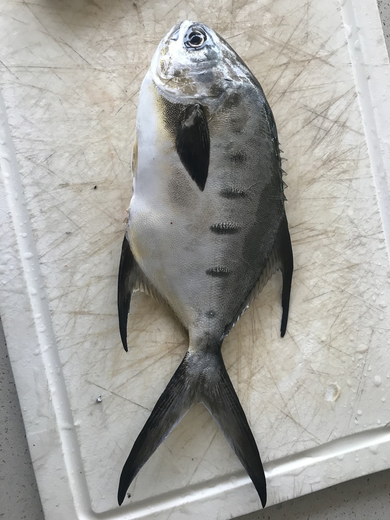 Southern pompano from Océano Atlántico, Provincia de Buenos Aires, AR ...