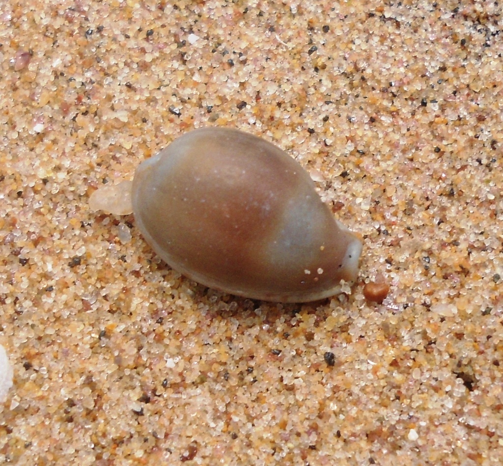 Cowries from Visakhapatnam, Andhra Pradesh, India on October 9, 2012 at ...