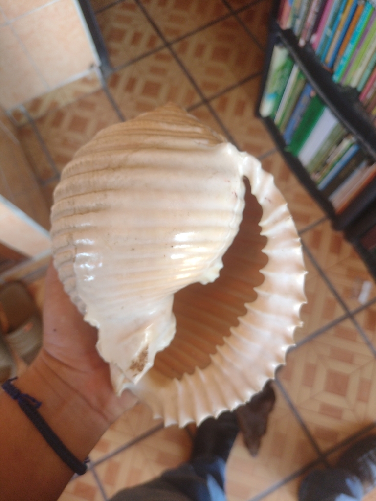 Grinning Tun Snail from Centro, 48980 San Patricio, Jal., México on ...