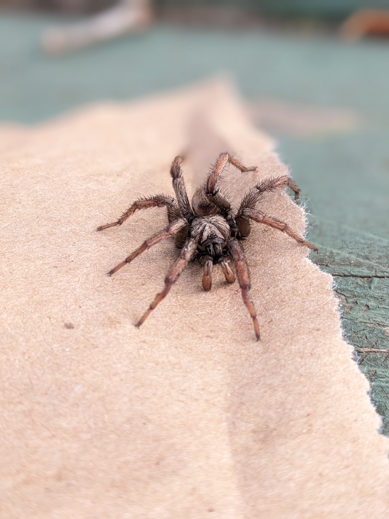 False Tarantula from San Luis Obispo County, US-CA, US on December 6 ...