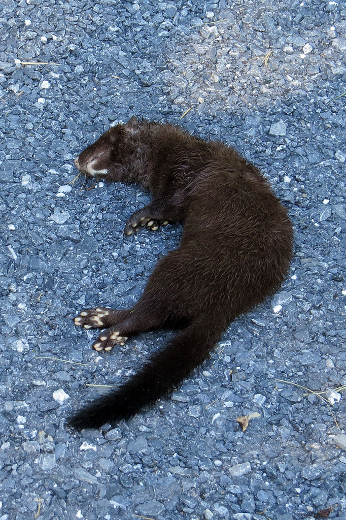 American Mink from Howard County, MD, USA on June 29, 2015 at 08:57 AM ...