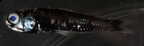 Diaphus subtilis · iNaturalist United Kingdom