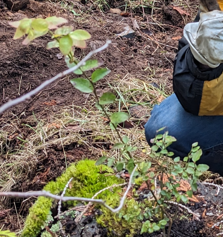 Red Huckleberry from Galiano Island, BC V0N, Canada on November 18 ...
