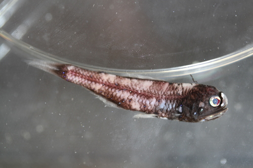 Fragile Lanternfish (Diaphus fragilis)