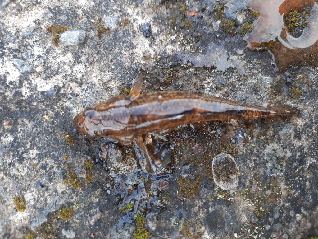 Gobiomorphus from Taupo District, Waikato, New Zealand on June 10, 2021 ...