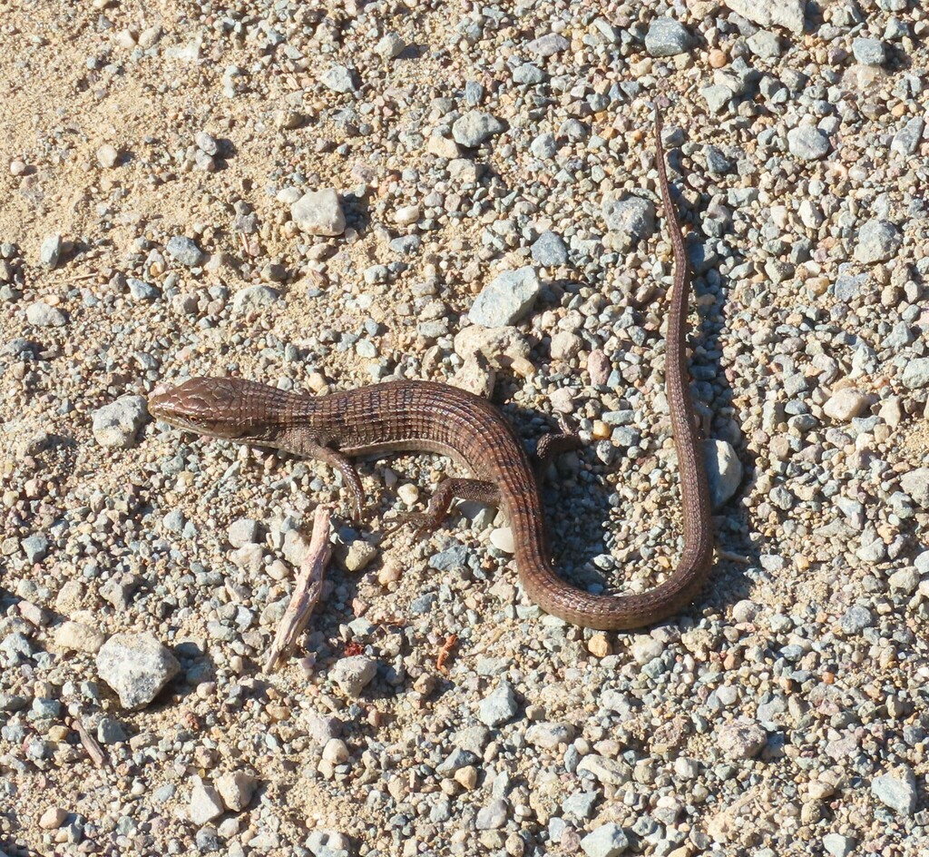 Southern Alligator Lizard from Tijuana River National Estuarine ...