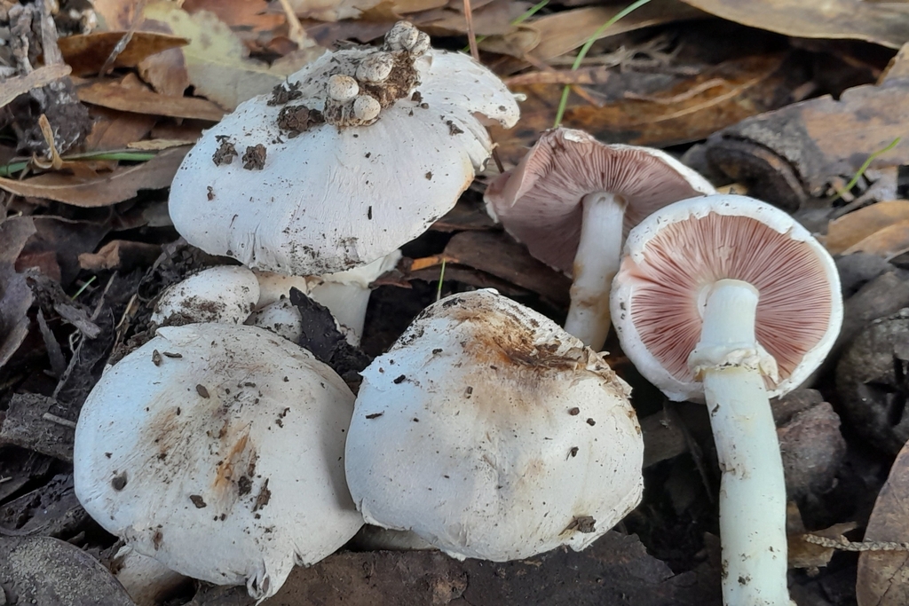 California Agaricus from Golden Gate Bridge, San Francisco, CA 94129 ...