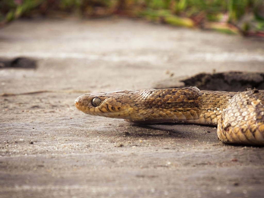 Western Lyre Snake from Centro, 30830 Puerto Madero, Chis., México on ...