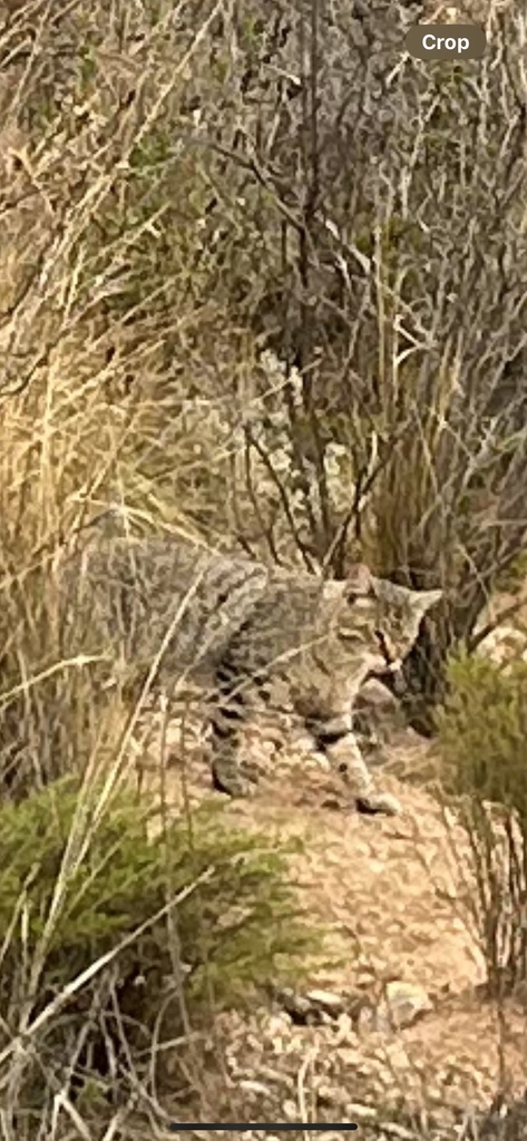 Andean Cat in December 2023 by Audrey Leduc · iNaturalist