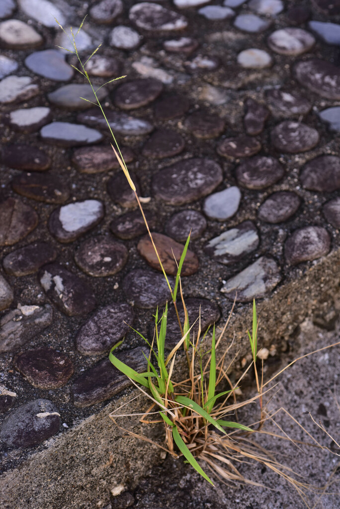 Cup Grass in November 2023 by galanhsnu · iNaturalist