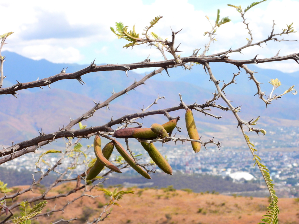 fern-leaf acacia from Zona Metropolitana de Oaxaca, Oax., México on ...