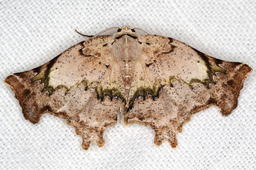 Tmetomorpha bitias · iNaturalist