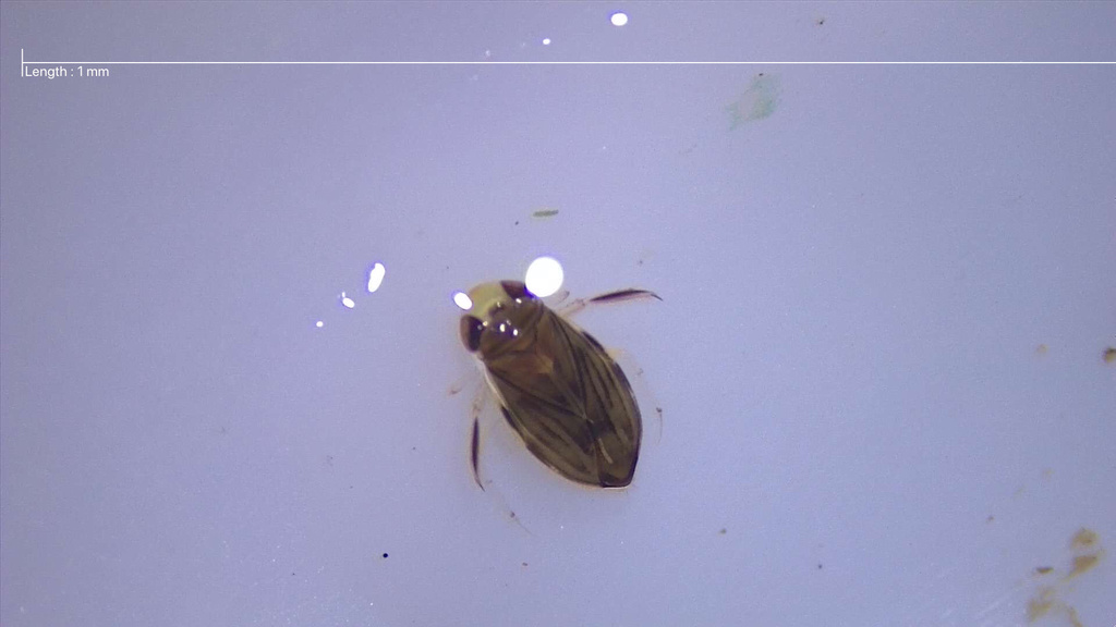 Micronecta from Lake Woodcroft, Woodcroft, NSW, AU on December 7, 2023 ...