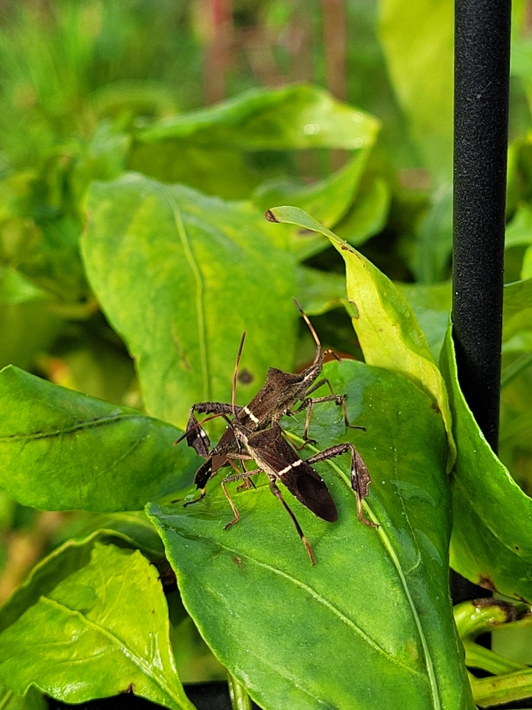 Eastern Leaf-footed Bug from Sarasota, FL 34240, USA on December 3 ...