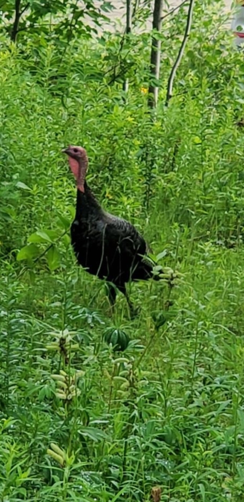 Wild Turkey from Mille-Isles, QC J0R 1A0, Canada on September 23, 2023 ...