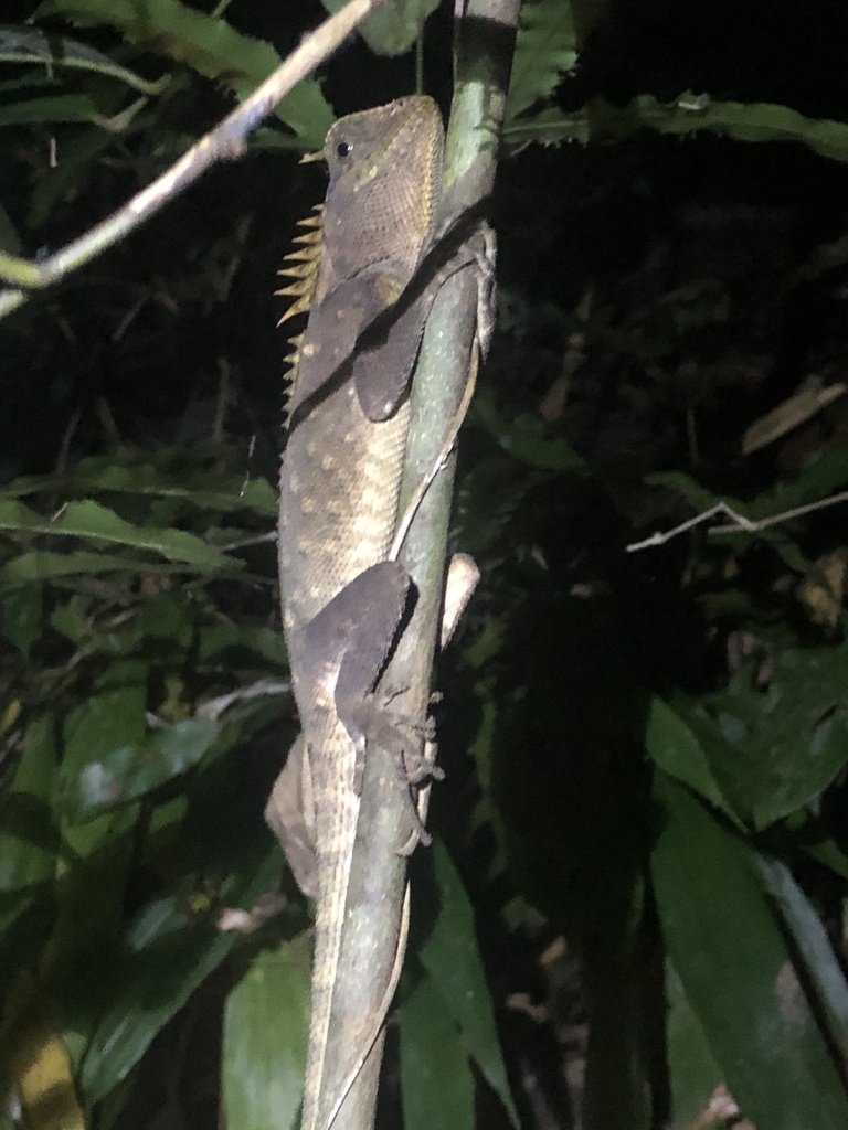 Green Pricklenape in December 2023 by Vũ Nguyễn · iNaturalist