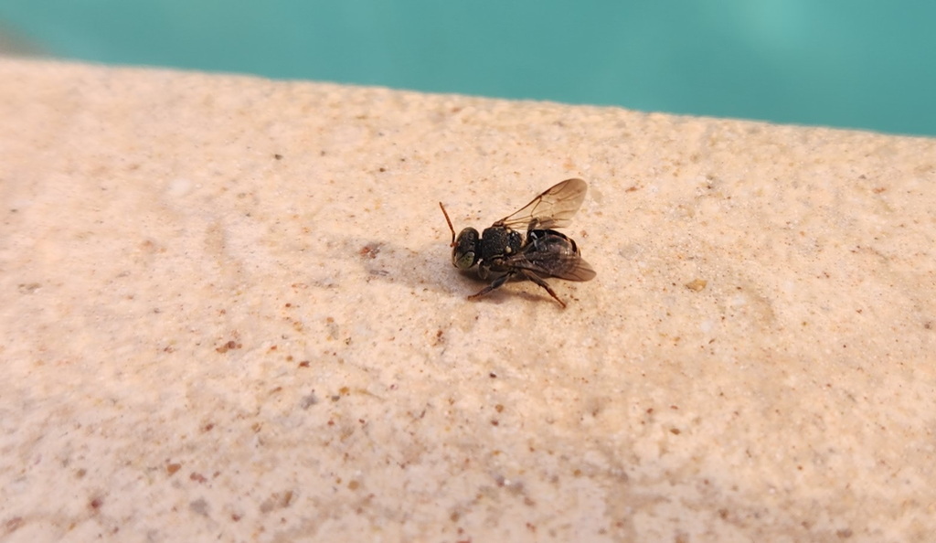 Mexican Pitted-Stingless bee from Mérida, Yucatán, Mexico on November ...