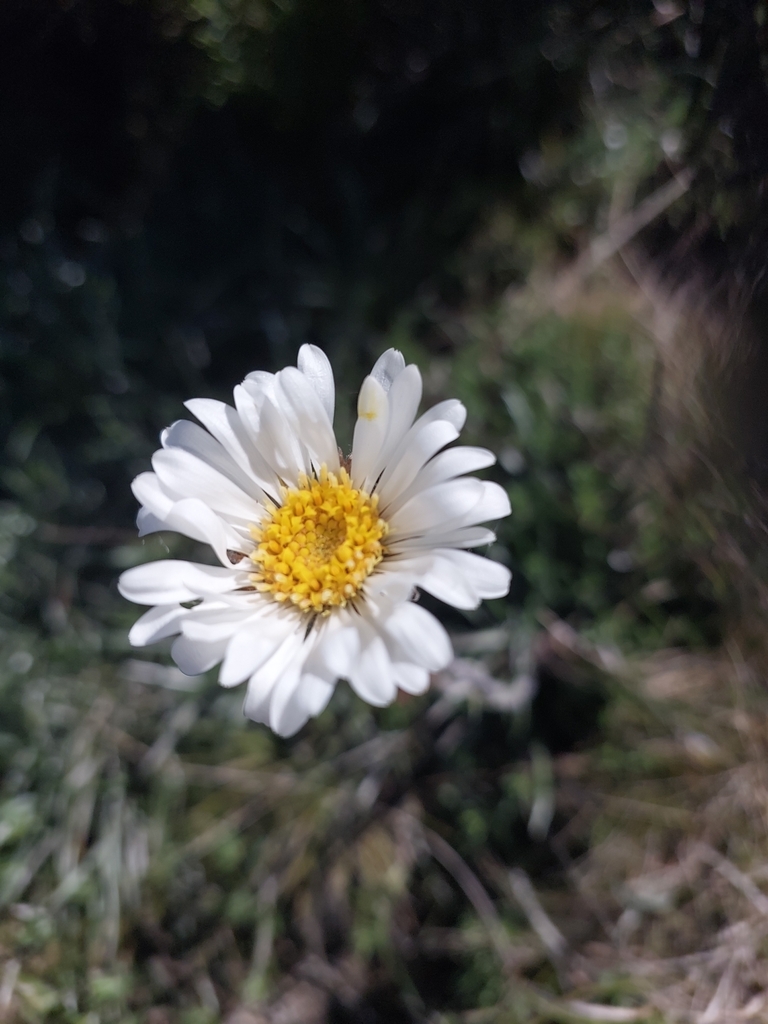herbfield Celmisia from Falls Creek VIC 3699, Australia on December 6 ...