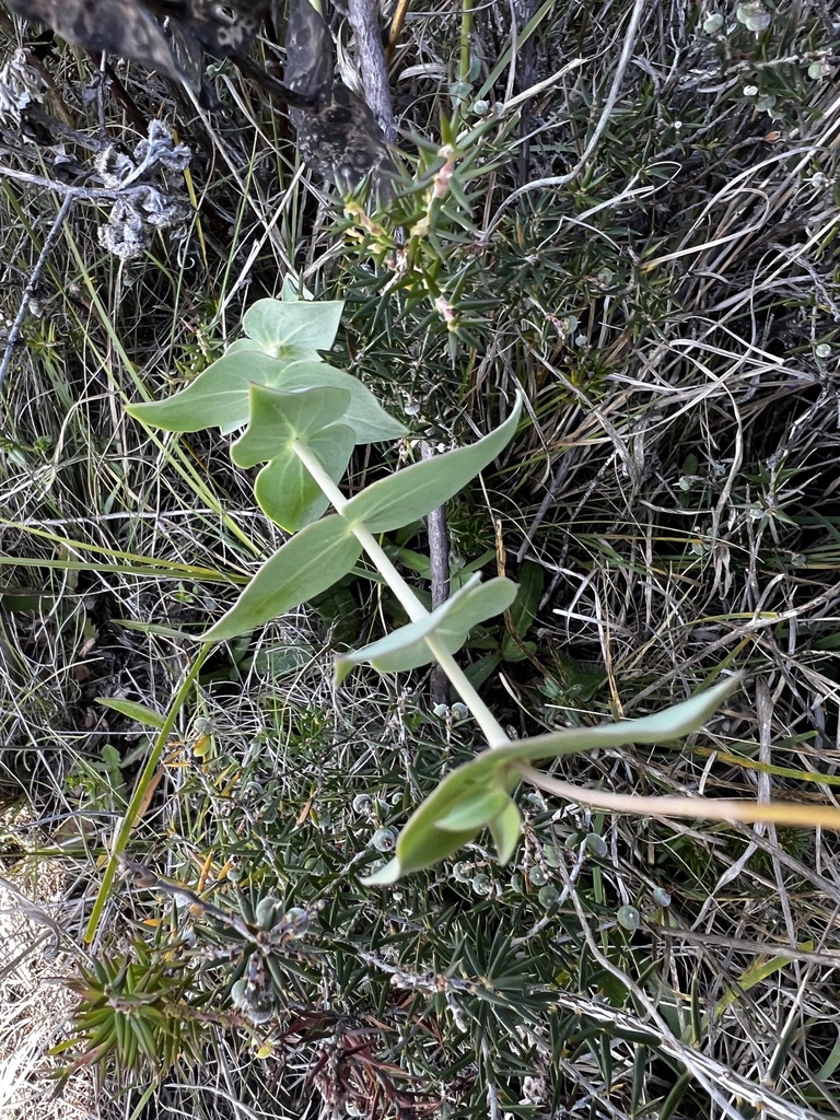 Digger's Speedwell from Wallerawang, NSW, AU by Renee Dyke · iNaturalist