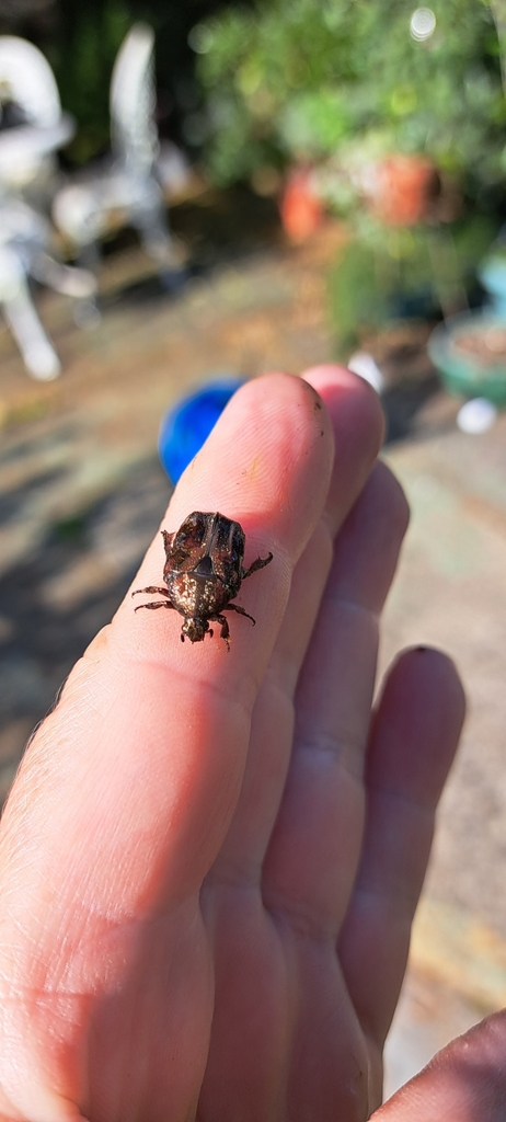 Goliath Beetles, Drone Beetles, and Allies from West Pde Near Boundary ...