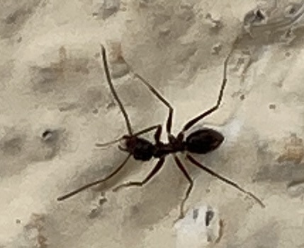 Paratrechina from Salapoumbe, East, CM on December 6, 2023 at 11:45 AM ...