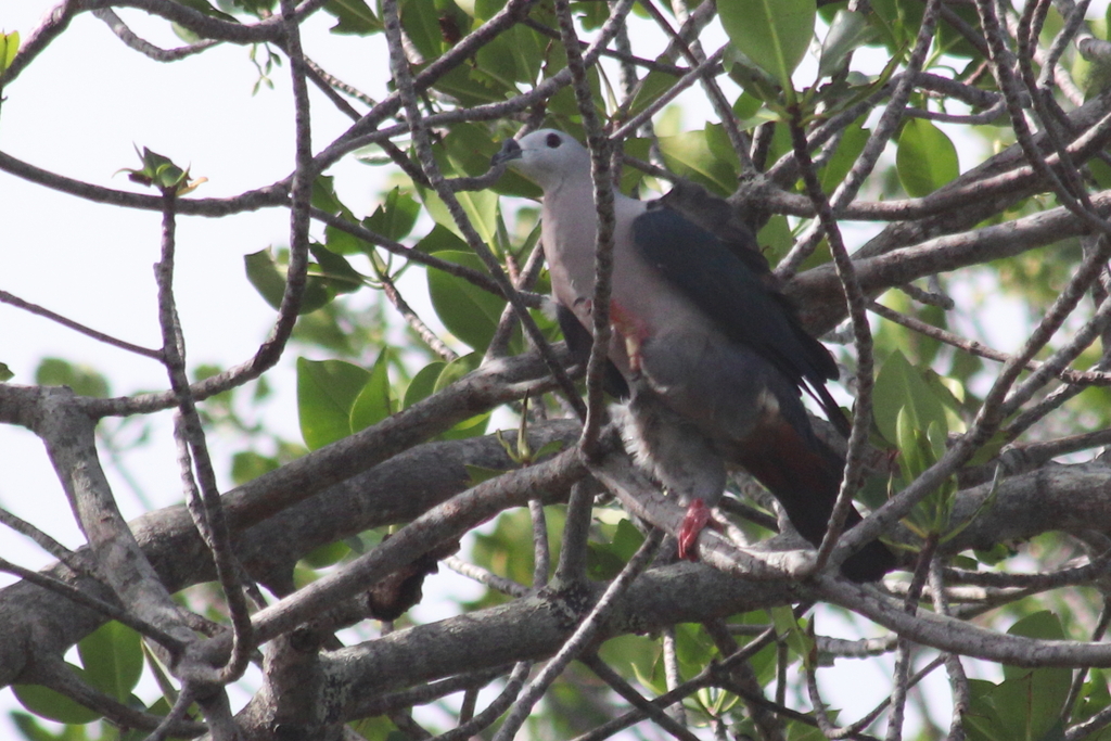 Pacific Imperial Pigeon from South West Malekula, Vanuatu on November ...