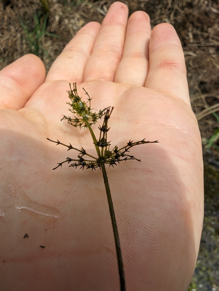 muskgrass from Yarraman QLD 4614, Australia on December 1, 2023 at 01: ...