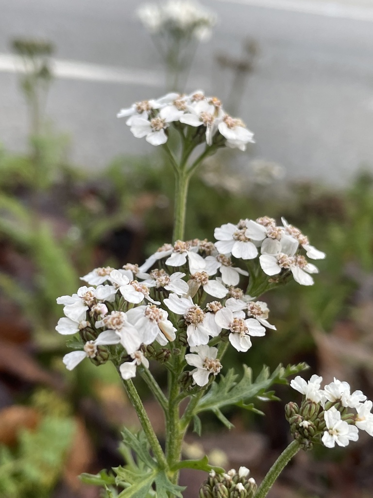 common yarrow from 132 St, Surrey, BC, CA on December 3, 2023 at 02:33 ...
