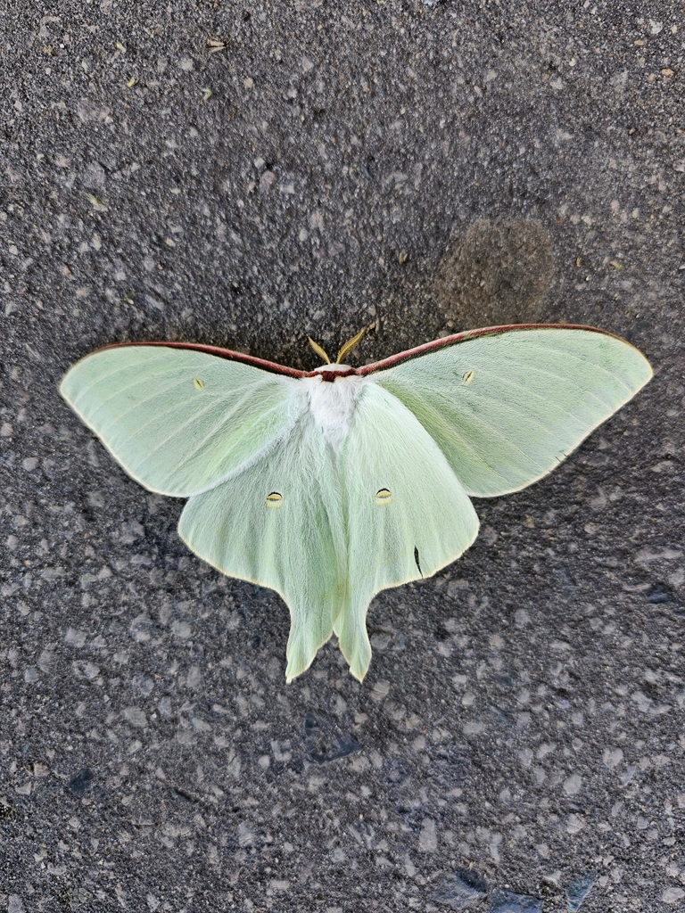 Actias aliena aliena from Akancho Akankoonsen, Kushiro, Hokkaido 085 ...