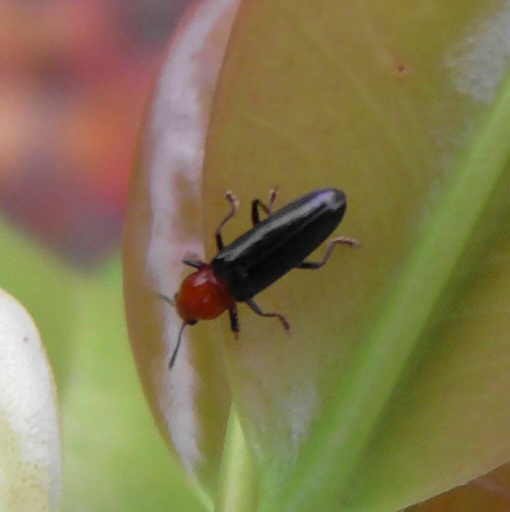 Cucujiform Beetles from Watsonville QLD 4887, Australia on December 7 ...