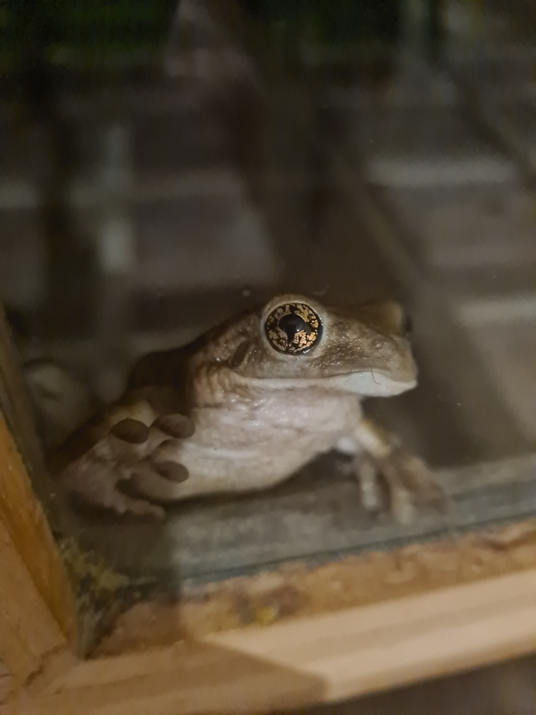 Chocoan milky frog from Pascuales, Ecuador on December 7, 2023 at 02:38 ...
