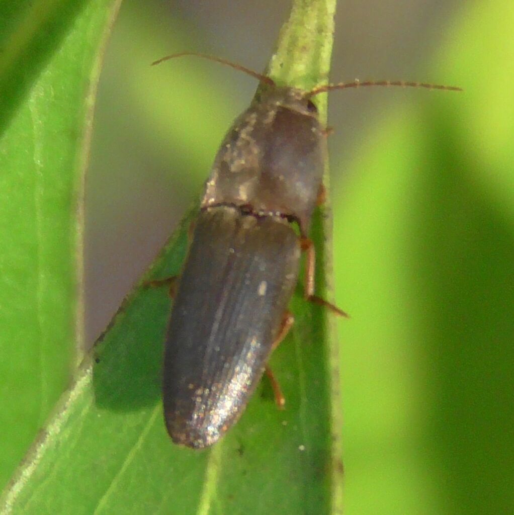 Pasture Wireworm from Watsonville QLD 4887, Australia on December 7 ...