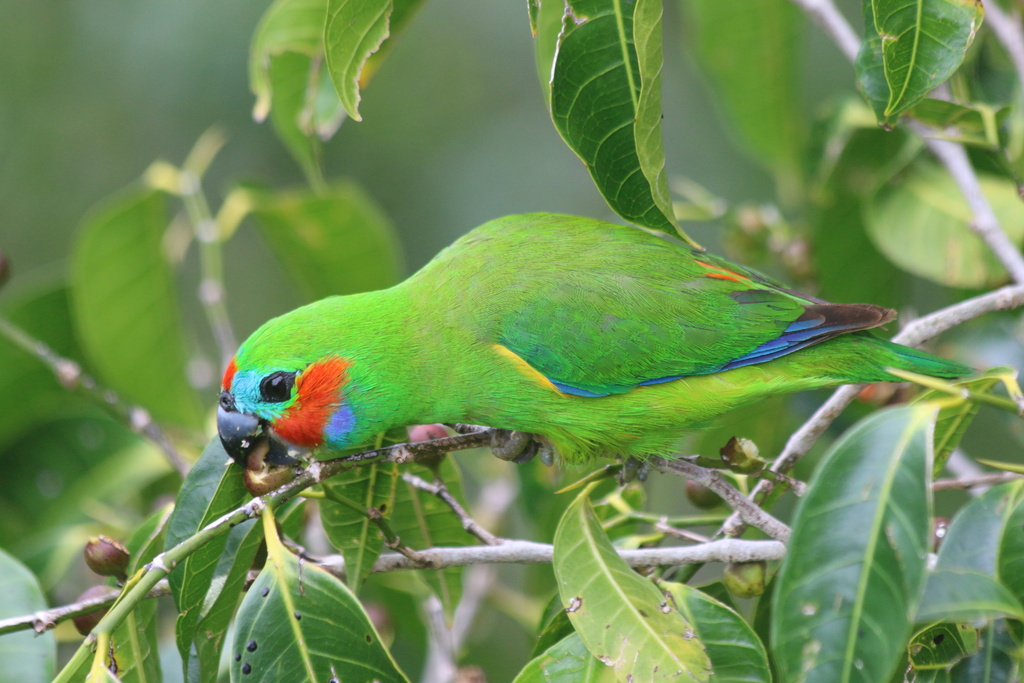 Double-eyed Fig-Parrot (Cyclopsitta diophthalma) - Avian Discovery