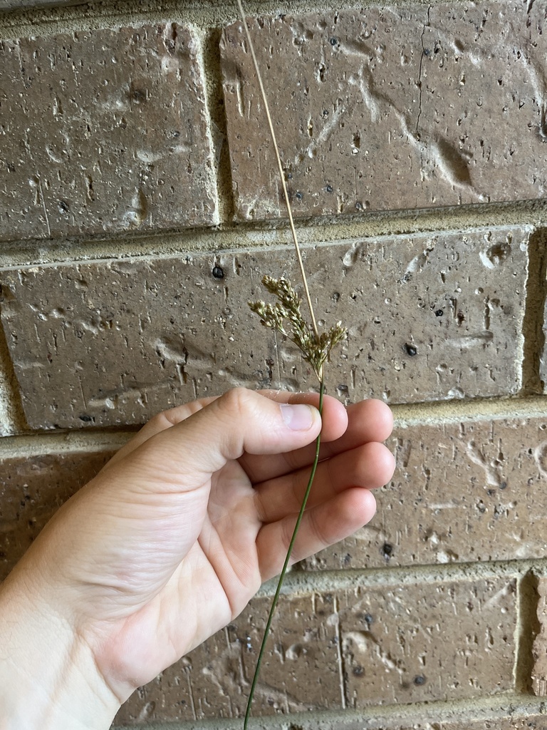 Fingered Rush in December 2023 by Matthew Lee. - strongly striated ...